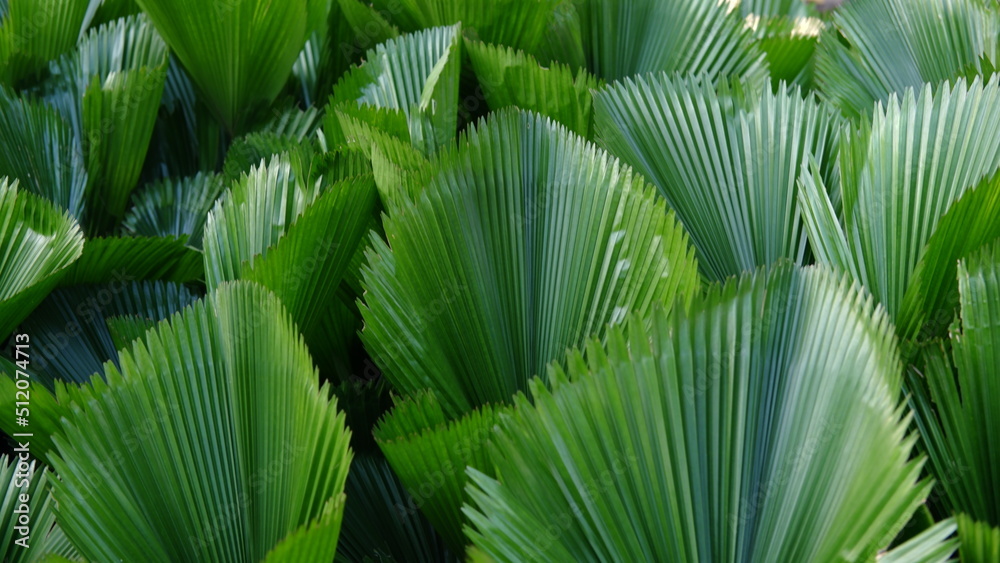 Background green leaf of Licuala orbicularis. is a species of palm in ...