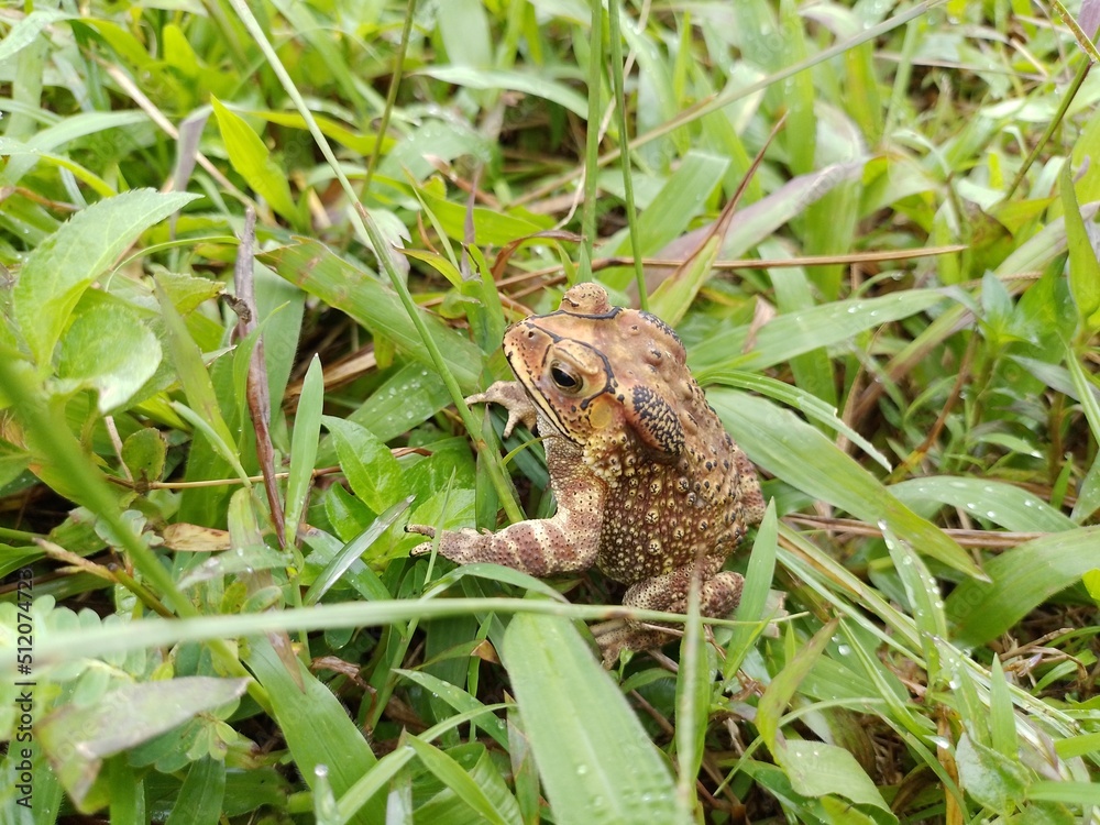 Scene of a close-up view of bufo spinosus toad sitting on the green ...