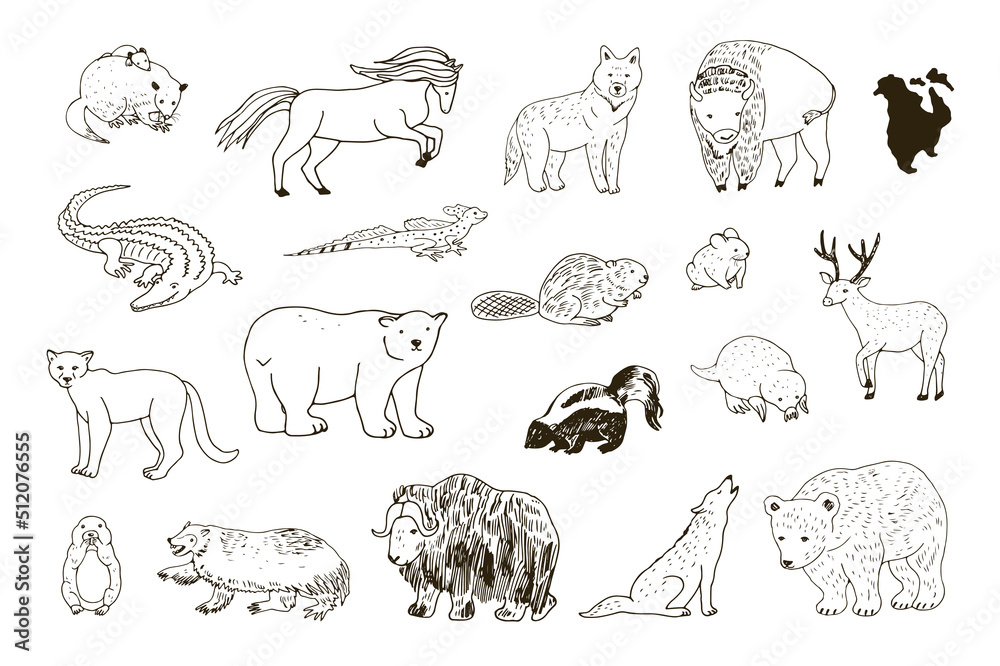 Animals of North America vector line illustrations set Stock Vector ...