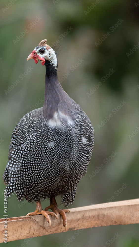 Galinha da Angola em cima de galinheiro entre árvores. Stock Photo ...