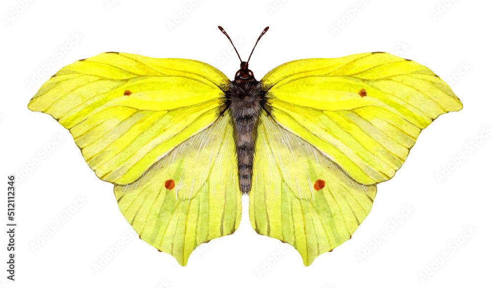 Watercolor the common brimstone butterfly. Gonepteryx rhamni isolated ...
