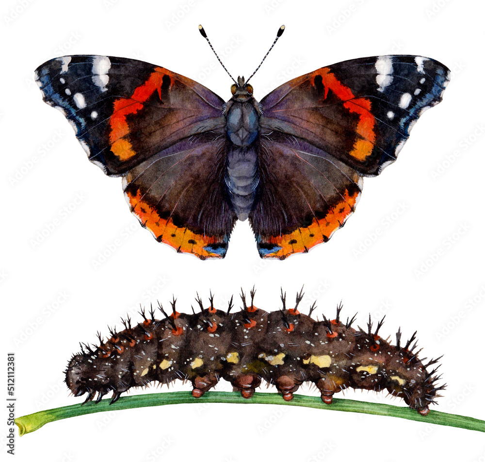 Poster Watercolor red admiral or red admirable butterfly and ...