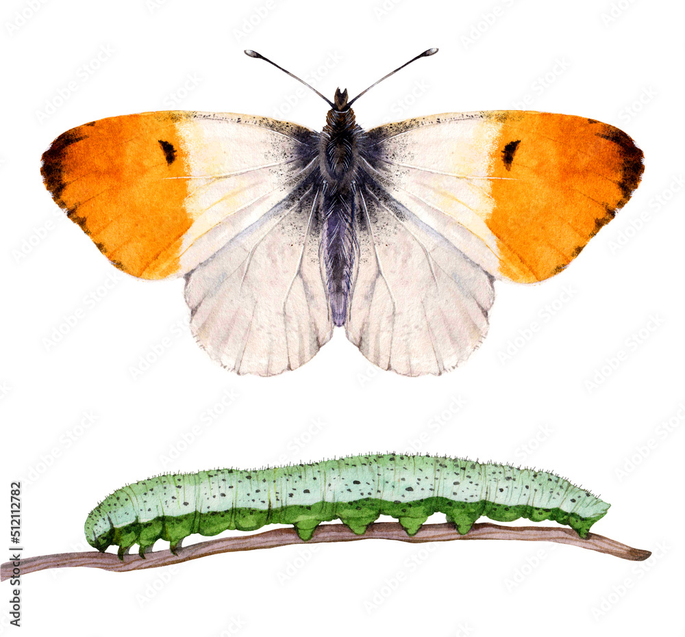 Orange Tip Butterfly Caterpillar