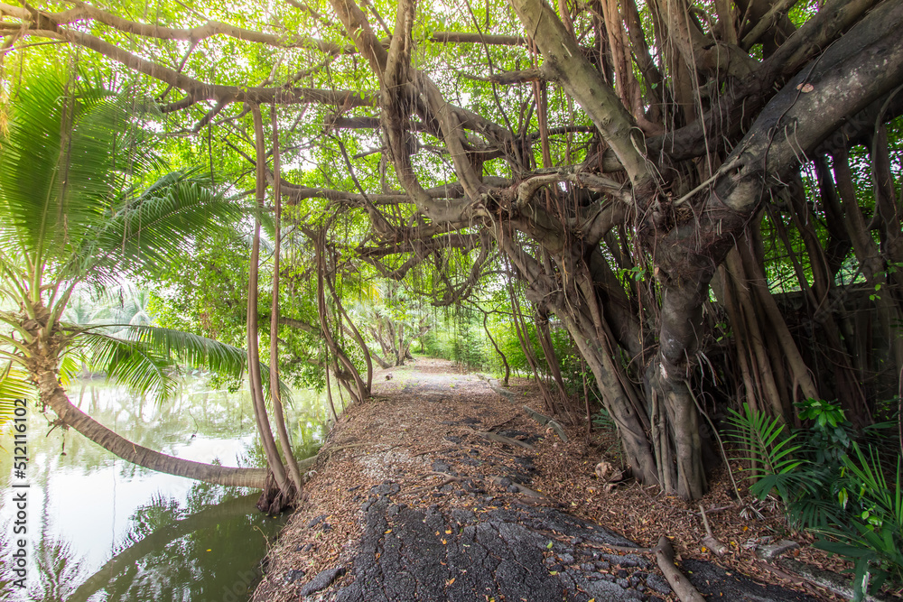 Under the shade of banyan trees in Thailand countryside. Stock Photo ...