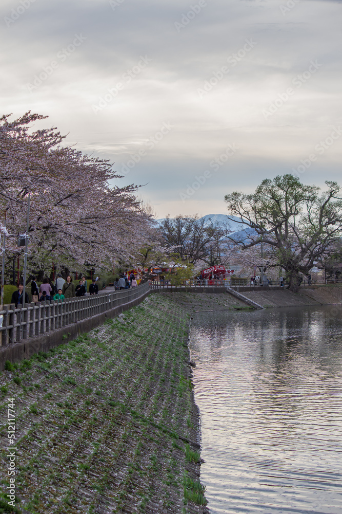 Cherry blossom Festival at Takamatsu Park,Morioka,Iwate,Tohoku,Japan on ...