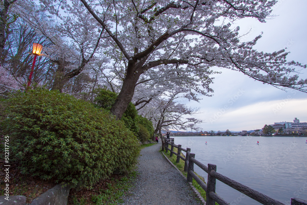 Foto De Cherry Blossom Festival At Takamatsu Park Morioka Iwate Tohoku Foto De Cherry Blossom Festival At Takamatsu Park Morioka Iwate Tohoku