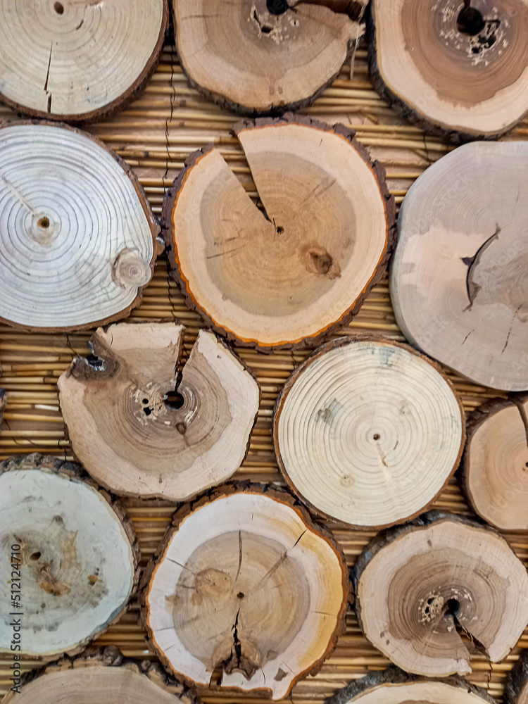 Textural background of a cross-section of different trees. Natural and ...
