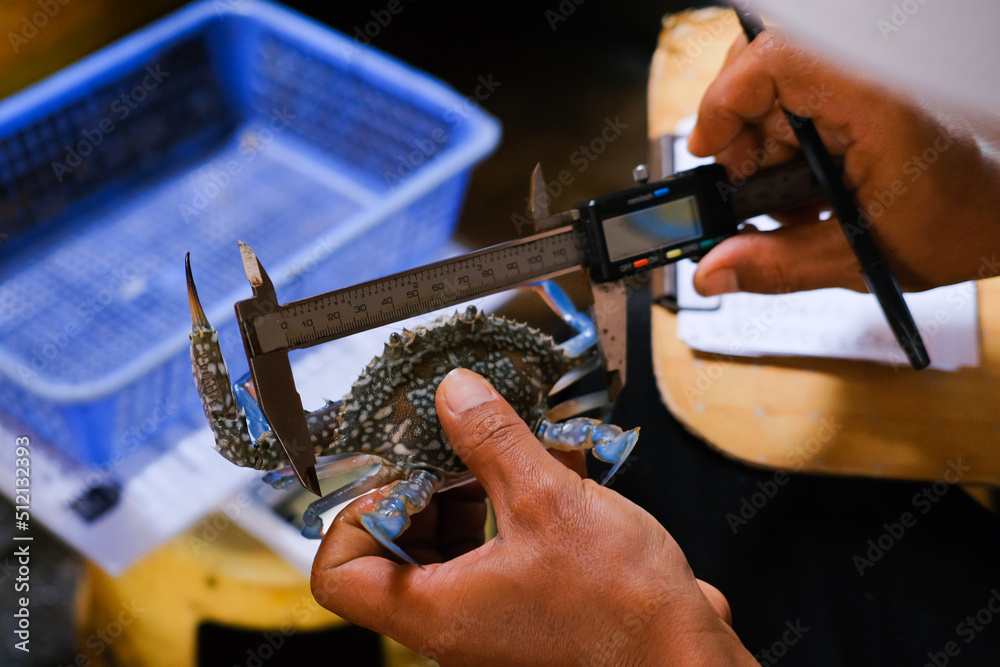 Checking the catch and measuring crabs. The width of the crab carapace ...