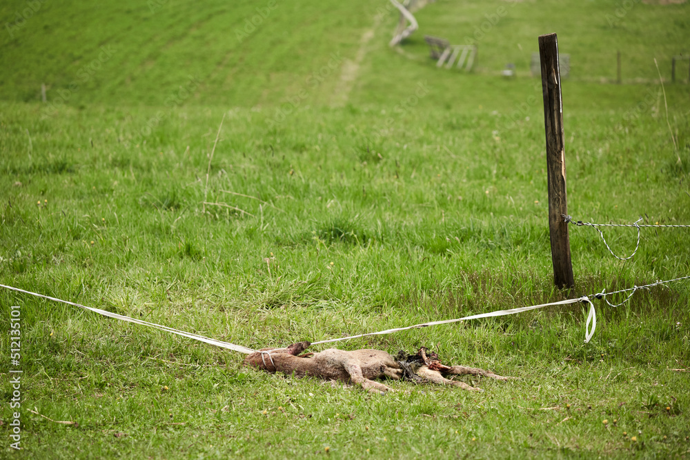 Strangled deer lies dead on the ground. Animal accident at the pasture ...