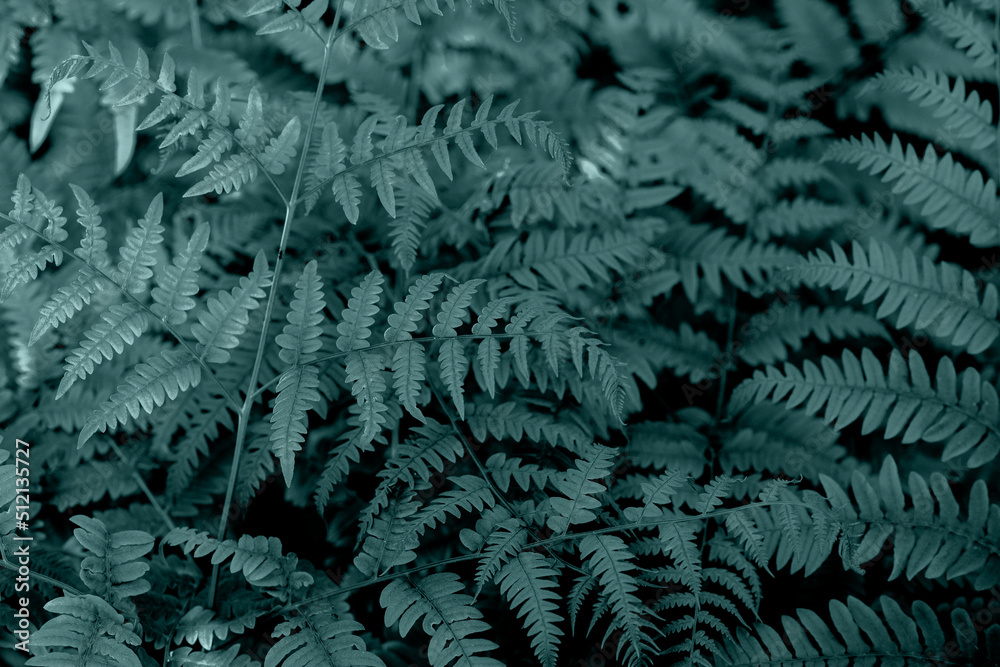 Perfect natural young fern leaves pattern background. Dark and moody ...