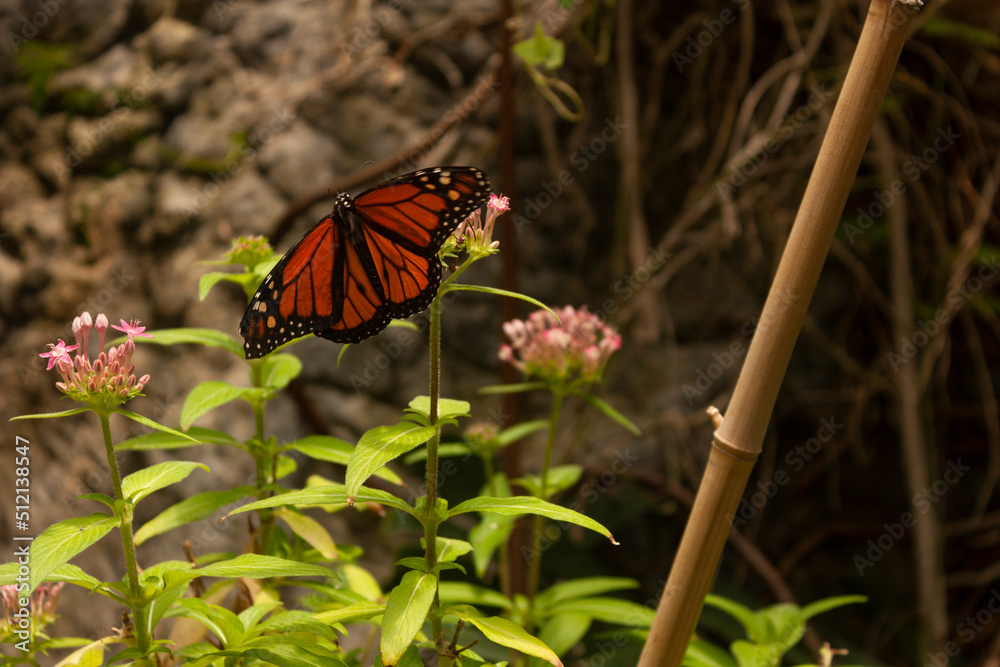 Monarch butterfly: scientific name Danaus plexippus outstretched wings ...