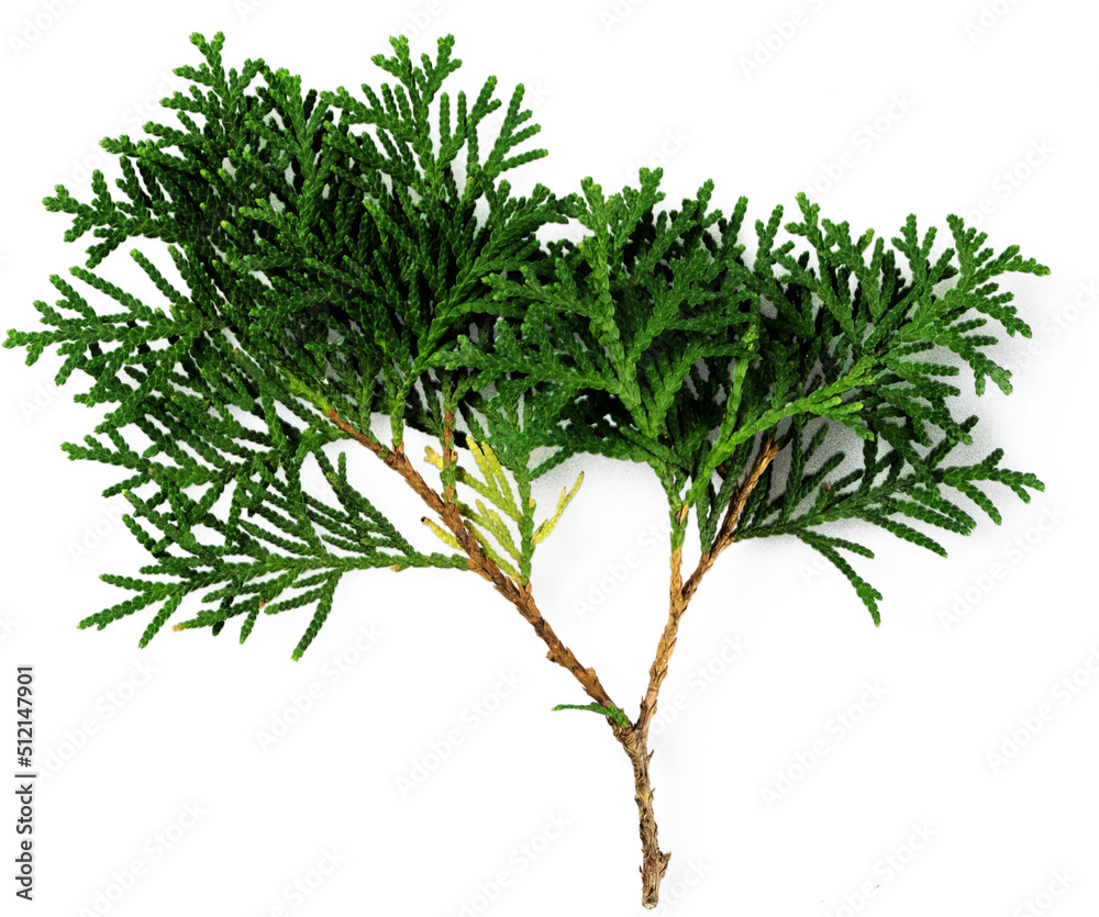 Flower Boom Graphic Pack 51 Stock Photo | Adobe Stock