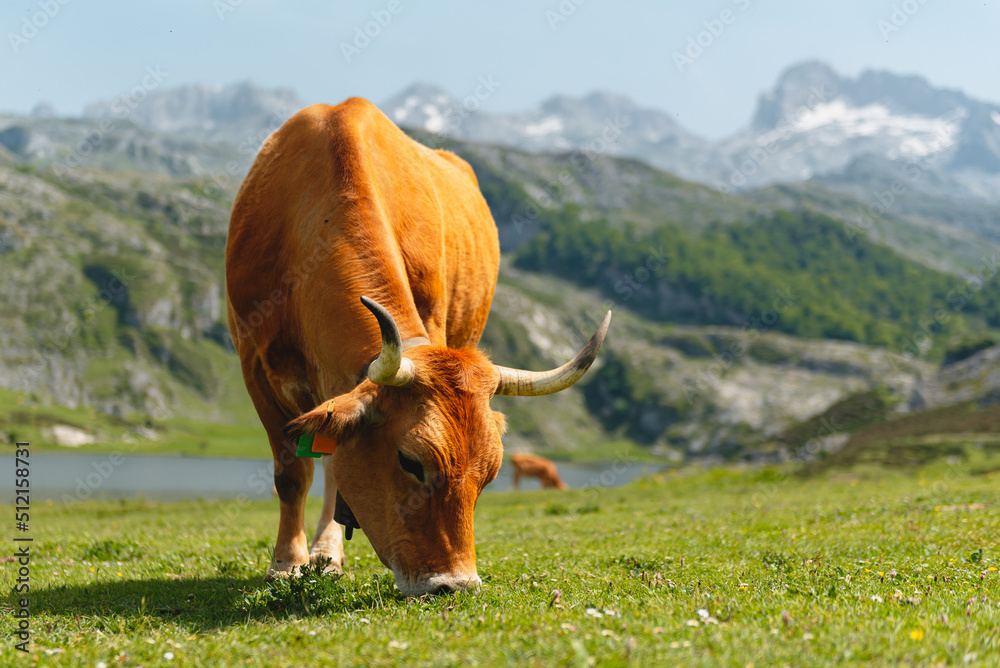 brown cow grazing quietly in the surroundings of the covadonga lakes in ...