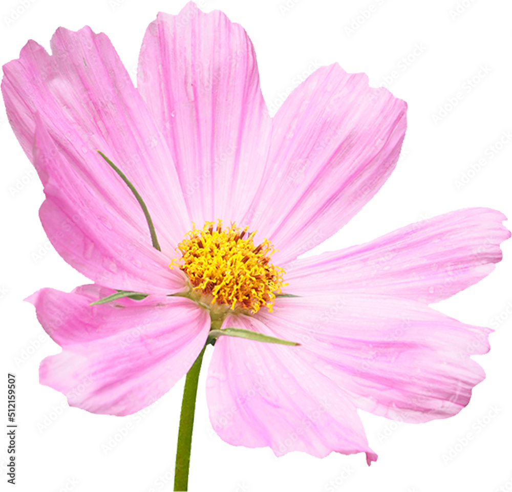 Purple Single Flower Isolated Stock Photo | Adobe Stock