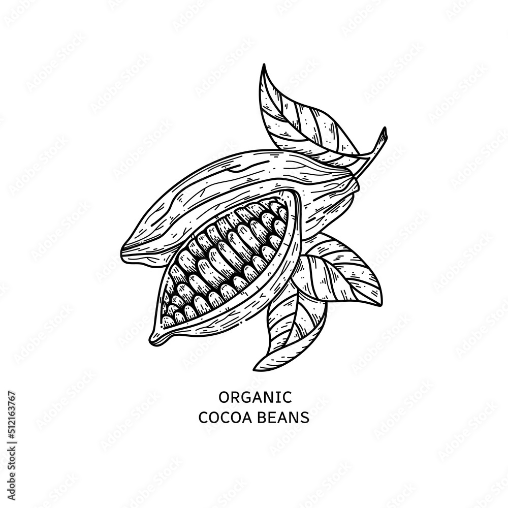 Cocoa vector illustration in sketch style for chocolate design. Hand ...
