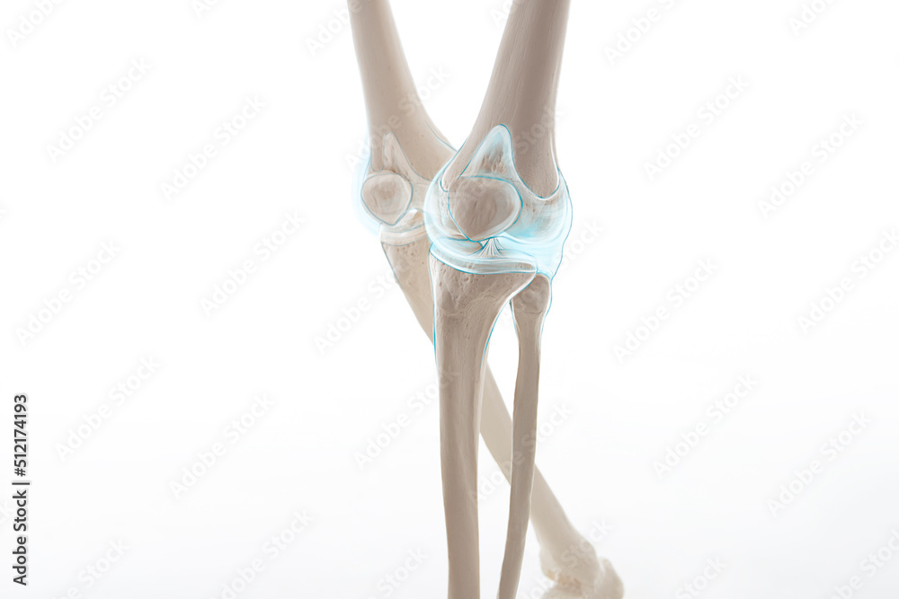 Knee meniscus leg bone pain, human leg anatomy illustration Stock ...