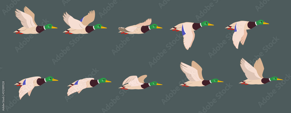 A complete animation of the flight of a duck. Wild drake, 2d character ...