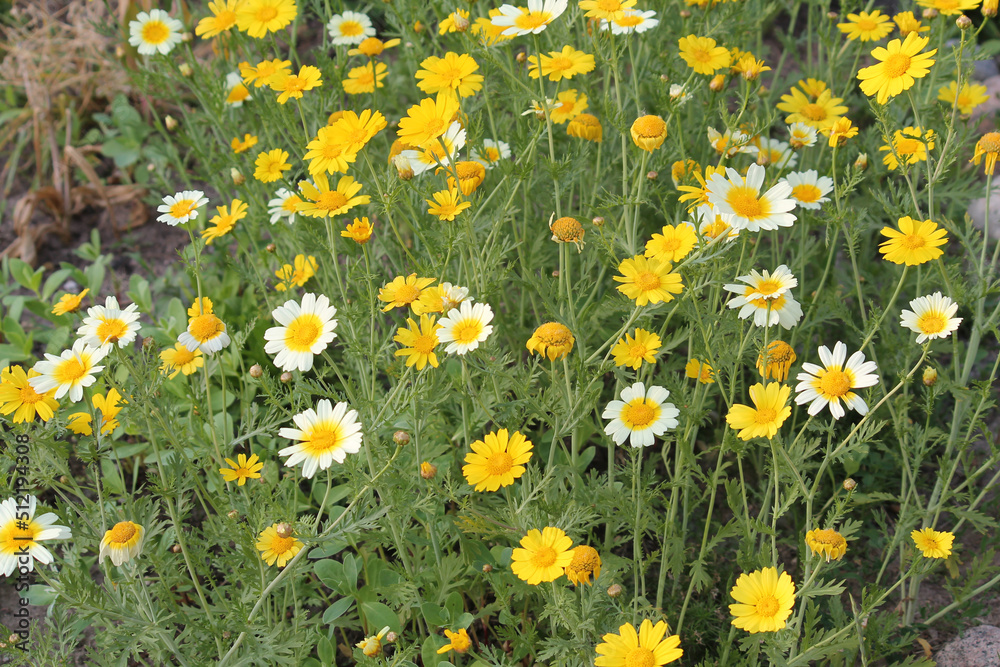 Yellow flowers of Crown daisy (Glebionis coronaria, syn. Chrysanthemum ...