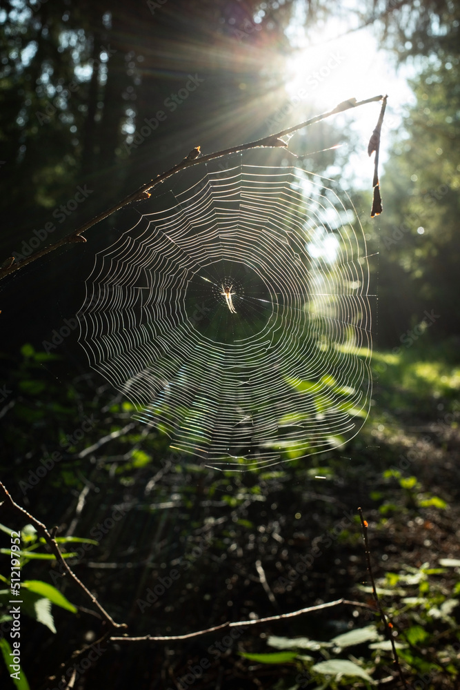 Cross spider in a spider web in the forest with morning sun as ...