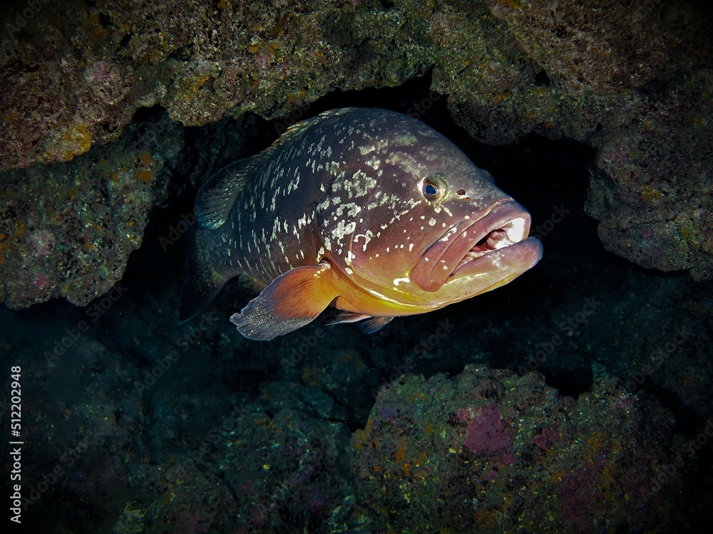 Underwater photo from a scuba dive at the Canary islands. Meeting with ...