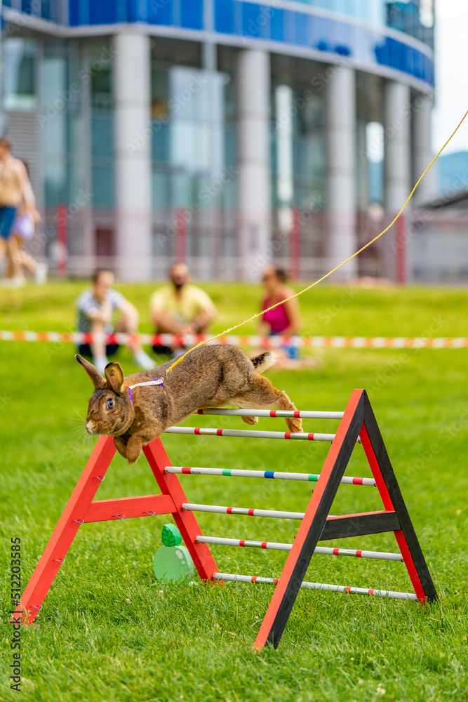 adorable rabbit bunny jumping over the obstacles during bunny race ...
