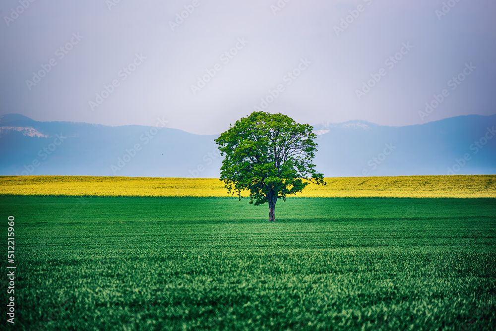 A Single Tree Stock Photo | Adobe Stock