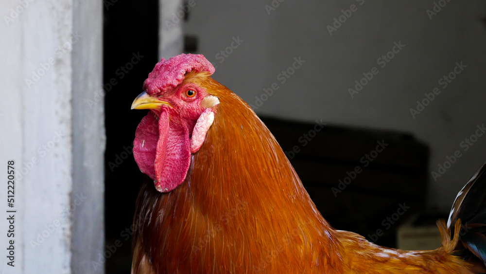 Rooster's red head close-up. Chickens on a farm in the countryside ...