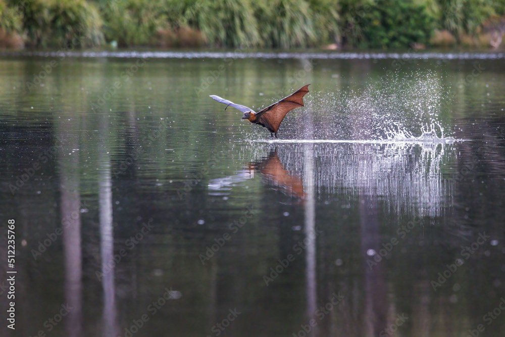 Grey-headed flying-fox, Pteropus poliocephalus, dripping water and ...