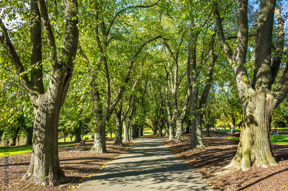 Background texture of concrete walking path surrounded by large trees ...