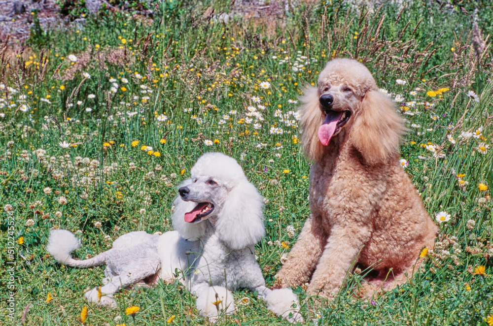 Foto de A pair of standard poodles sitting in a field of grass with ...