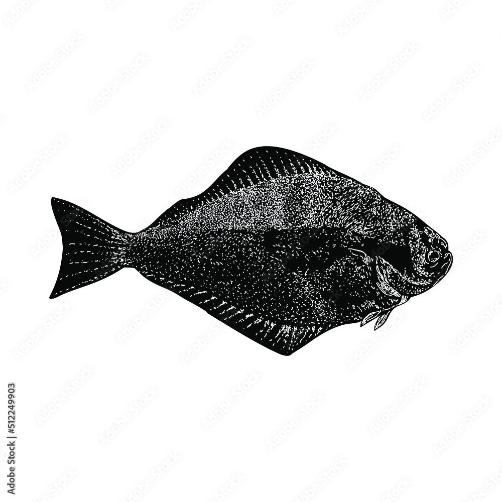 Halibut hand drawing vector illustration isolated on background Stock ...