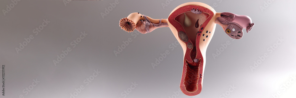 Model of the female reproductive system on gray background Stock Photo ...