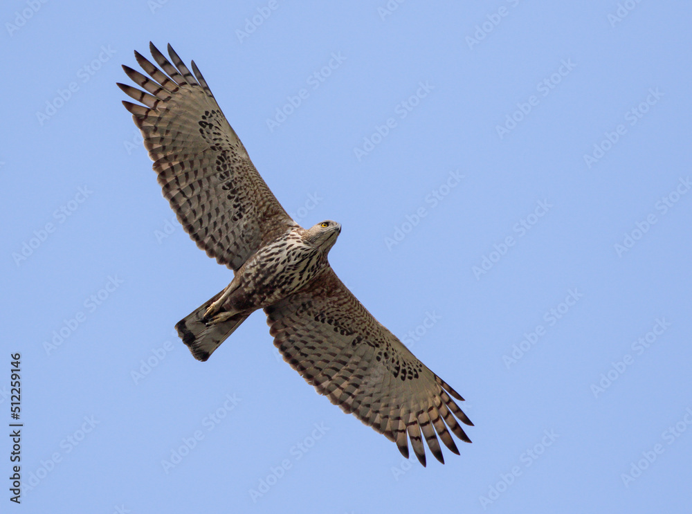 Foto de Changeable hawk eagle in flight.changeable hawk-eagle or ...