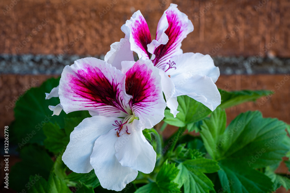Pelargonium crispum. Flowering plant of lemon geranium or pansy with ...