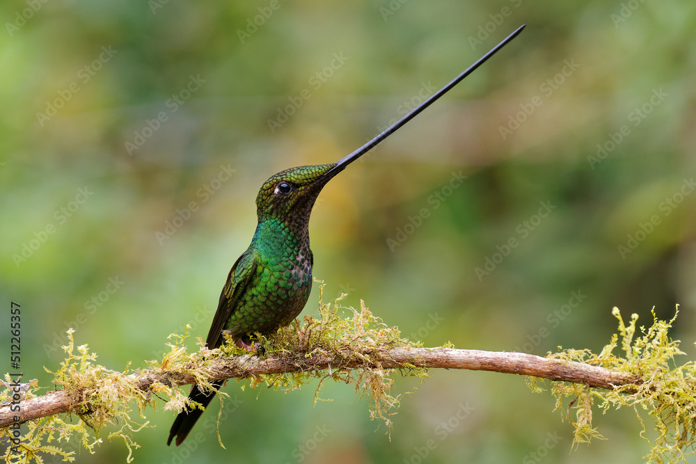 Sword-billed hummingbird - Ensifera ensifera also swordbill, Andean ...