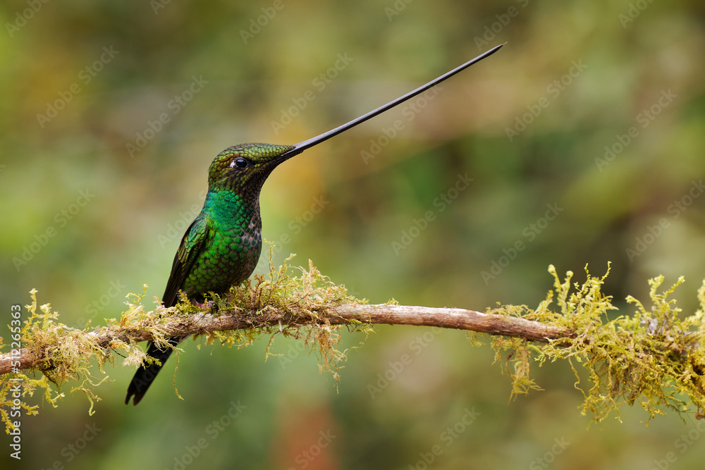 Sword-billed hummingbird - Ensifera ensifera also swordbill, Andean ...