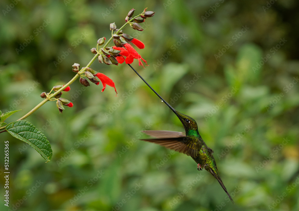 Sword-billed hummingbird - Ensifera ensifera also swordbill, Andean ...