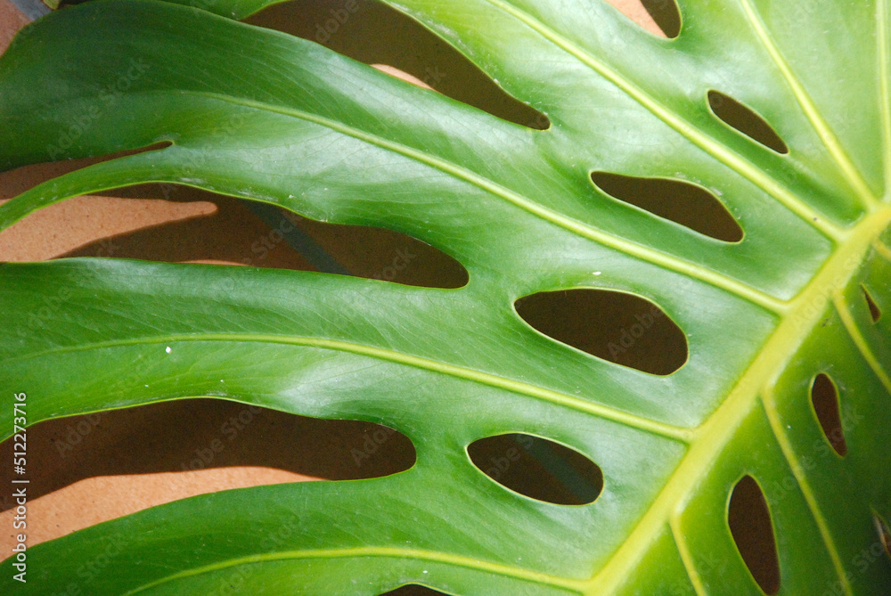 HOJA DE COSTILLA DE ADÁN O MONSTERA DELICIOSA foto de Stock | Adobe Stock