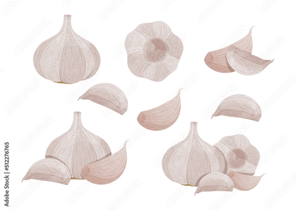 Set of Garlic with leaves Design elements. watercolour style vector ...
