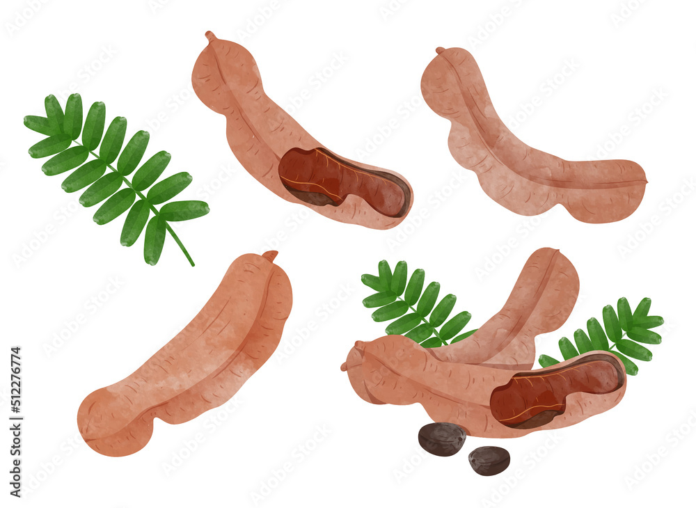 Set of Tamarind with leaves Design elements. watercolour style vector ...