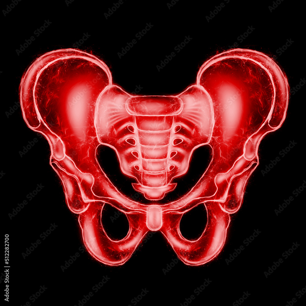 Hologram, ultrasound image, anterior view of the male pelvis, sacrum ...