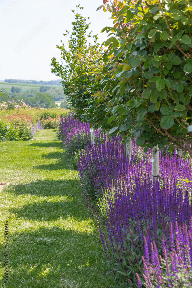 Garden view at a row of lavender plants (lavandula angustifolia) in ...