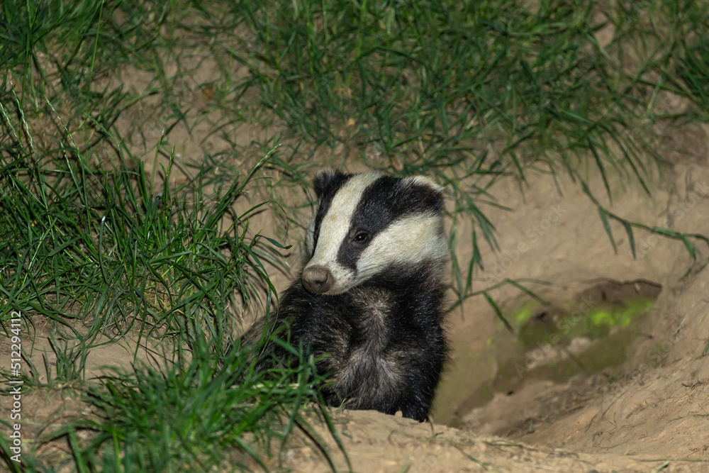 Badger, Scientific name: Meles Meles. Wild, native badger in natural ...