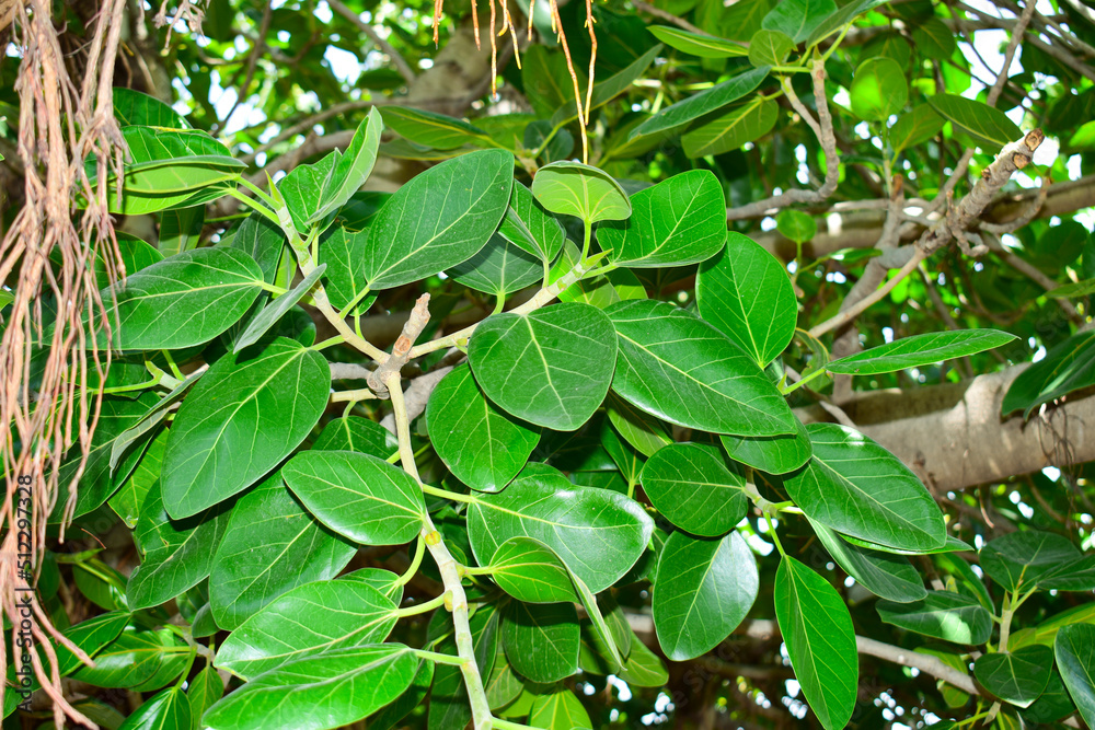 Ficus benghalensis, Banyan plant green leaf. Stock Photo | Adobe Stock