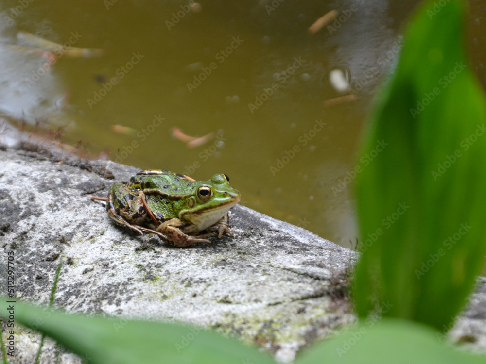 Lake or Pool Frog (Pelophylax lessonae), Marsh frog (Pelophylax ...