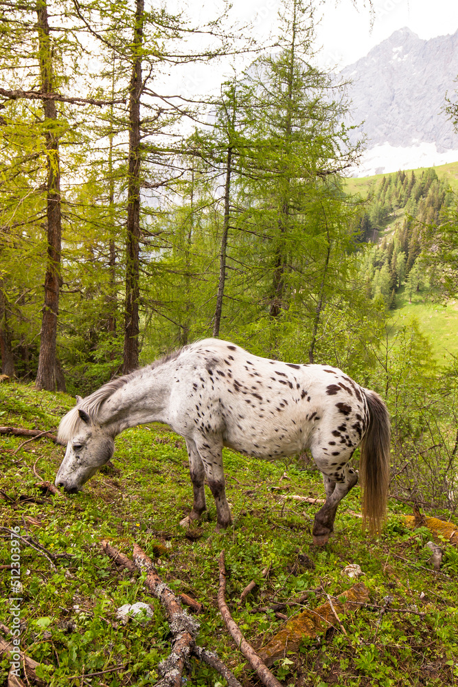 Weißes Pferd mit schwarzen flecken im Wald mit Bergen im Hintergrund ...
