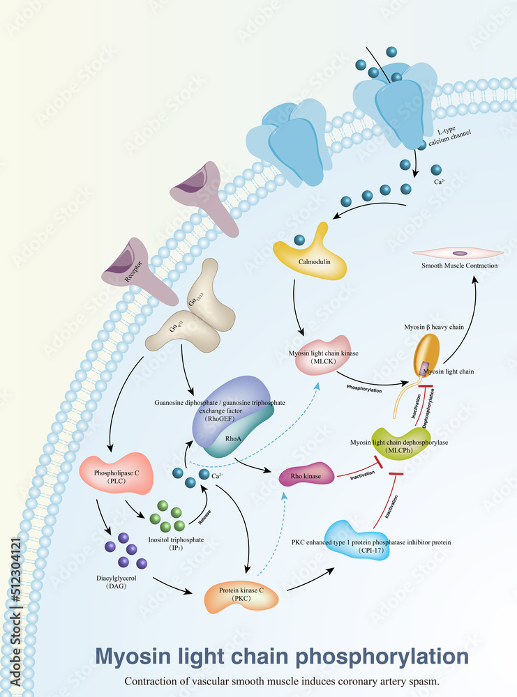 Many biochemical conditions, through the Rho kinase system ...