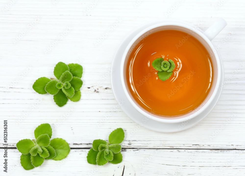 Herbal tea from indian borage, Plectranthus amboinicus or spur plant ...