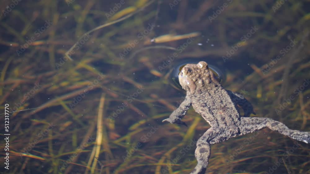 European Toad Floating in Shallow Water, Swims Away, Sunny Spring Day Stock-Video | Adobe Stock