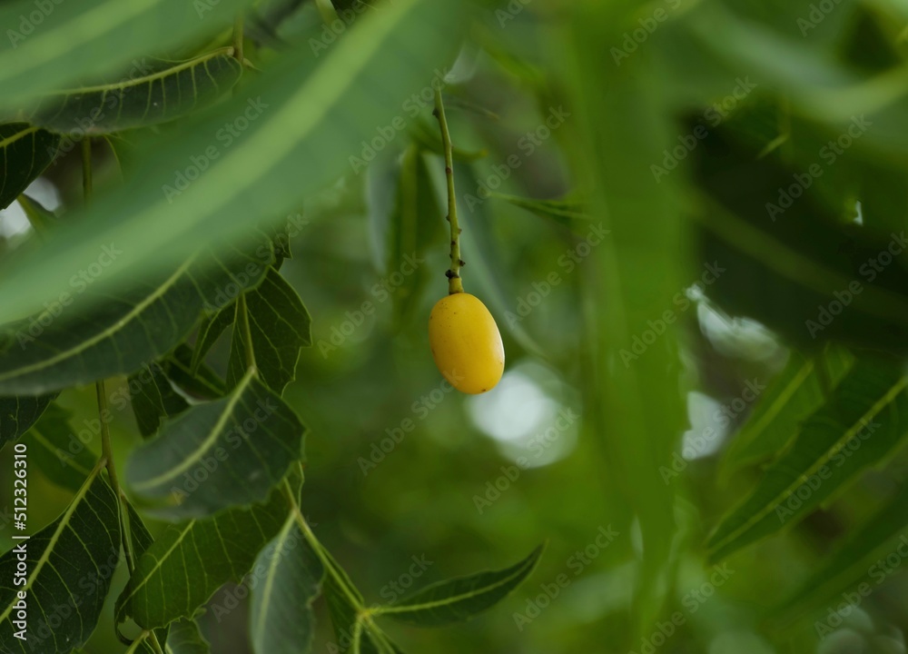 Neem tree fruit. Neem fruit. Azadirachta indica, commonly known as neem ...